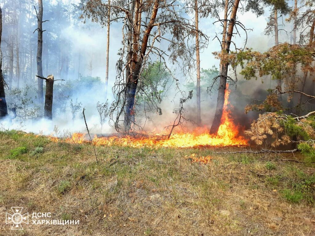 Russia devastates ecology in Ukraine with strikes causing forest fires ...