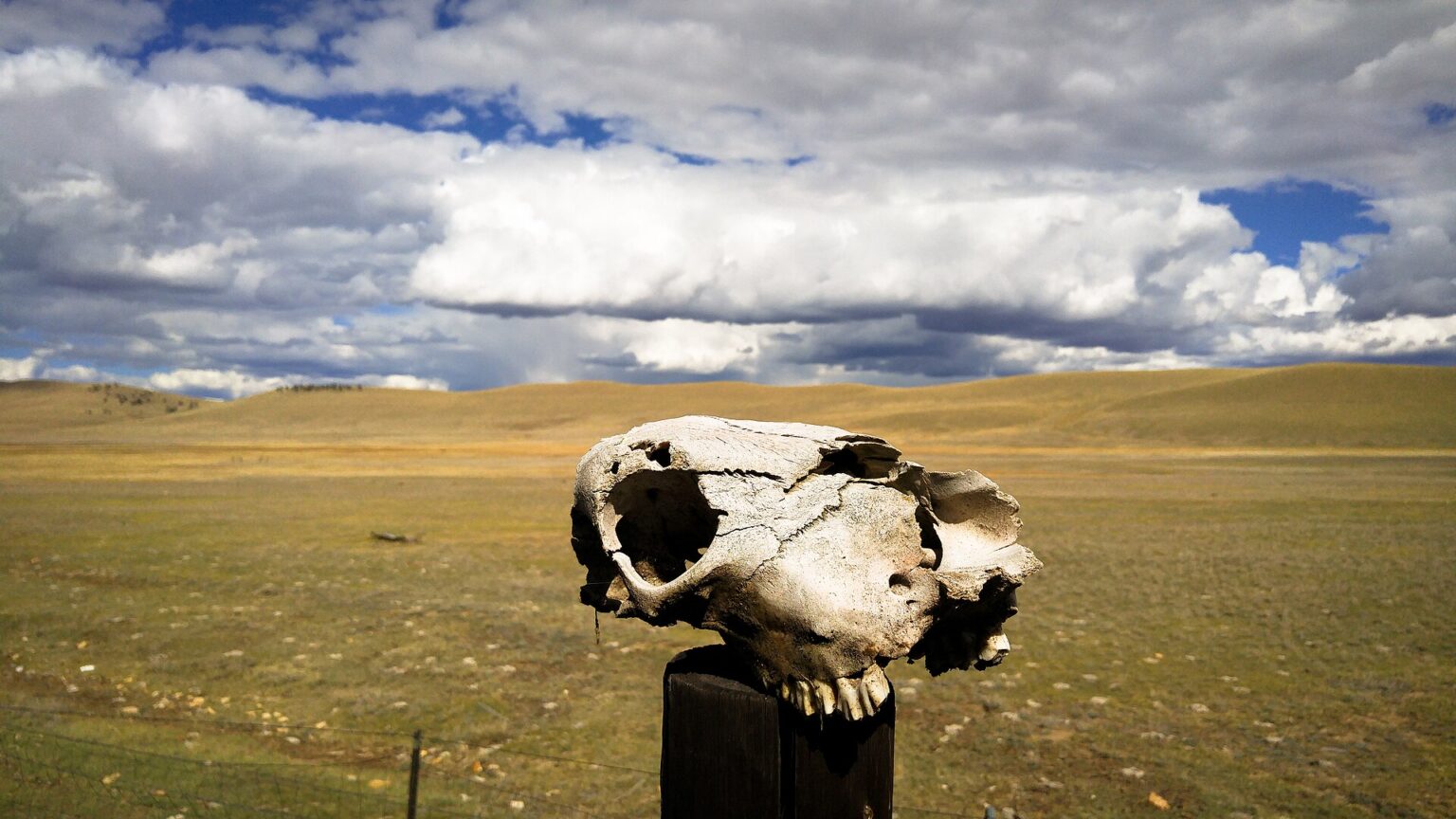 HUR: Russia dumping anthrax-infected animal carcasses across occupied ...